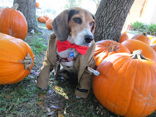 Life With Beagle: Need a Halloween costume for your pet? Check out Pet360
